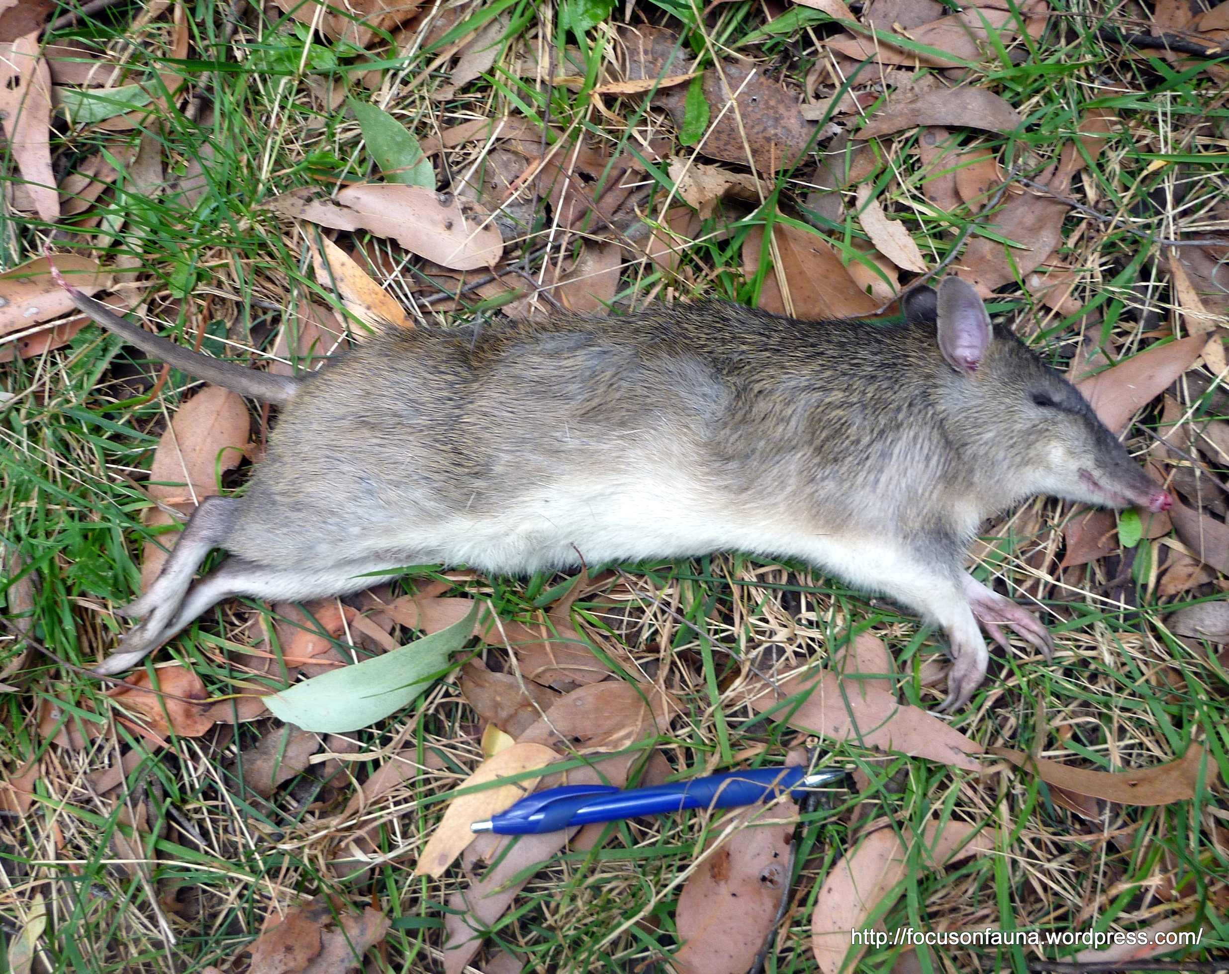 Look out for bandicoots! | Focus On Fauna