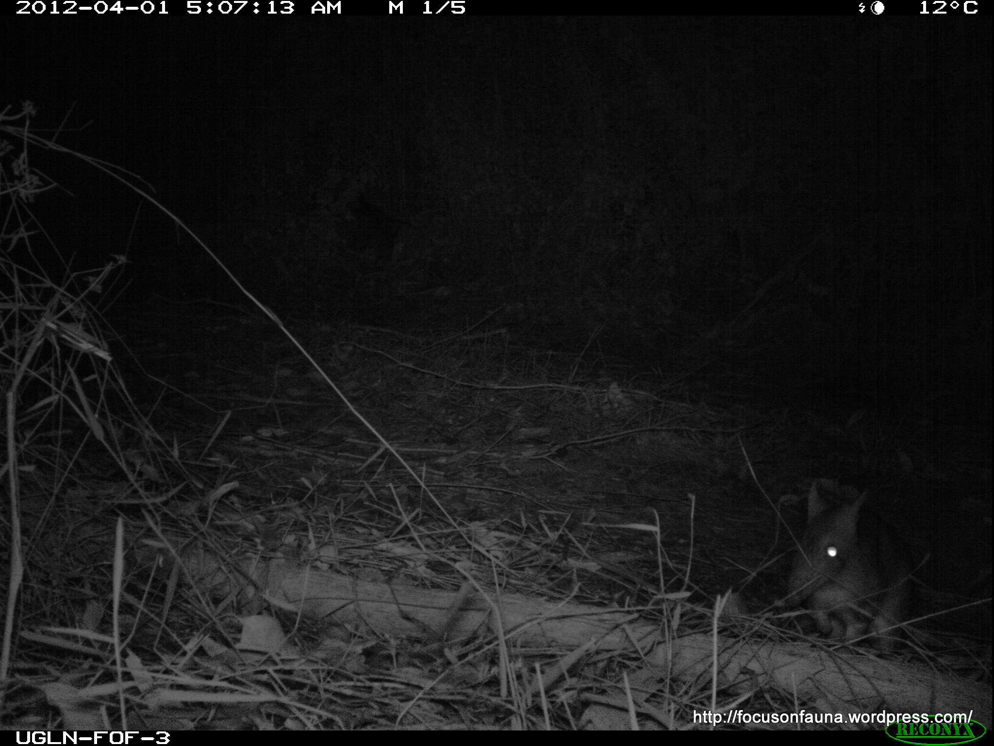 Look out for bandicoots! | Focus On Fauna