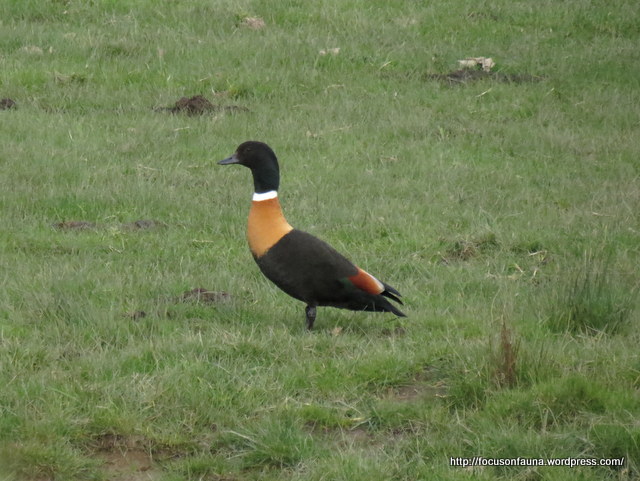 Dam birds | Focus On Fauna