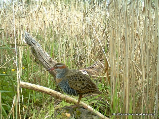 Dam birds | Focus On Fauna