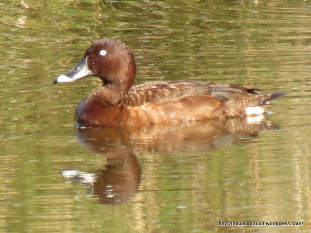 Dam birds | Focus On Fauna