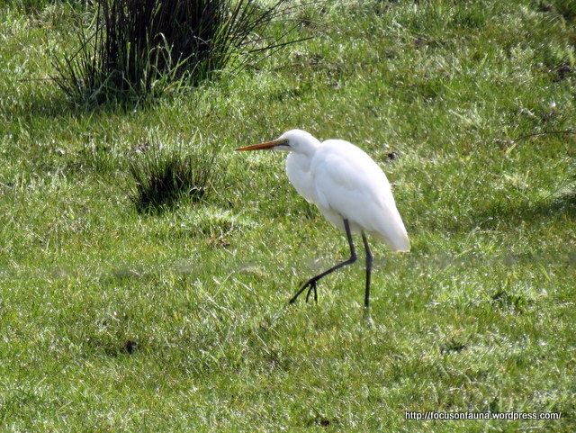 Dam birds | Focus On Fauna