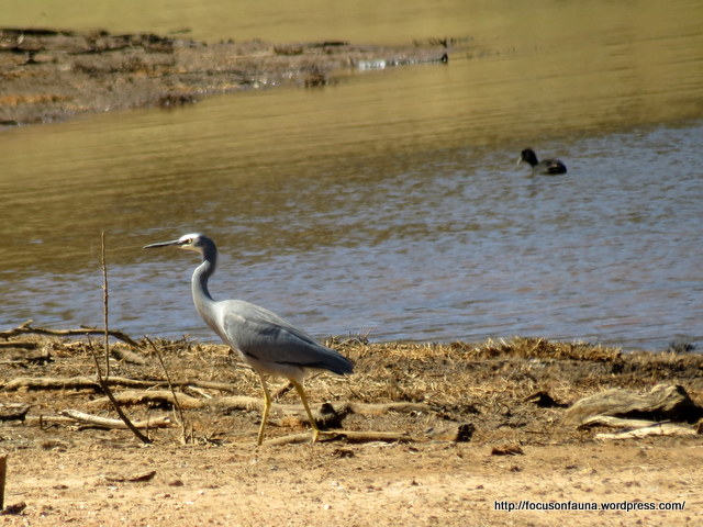 Dam birds | Focus On Fauna