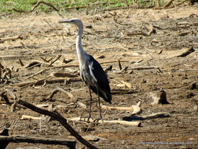 Dam birds | Focus On Fauna