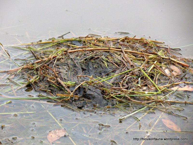 Empty nest | Focus On Fauna