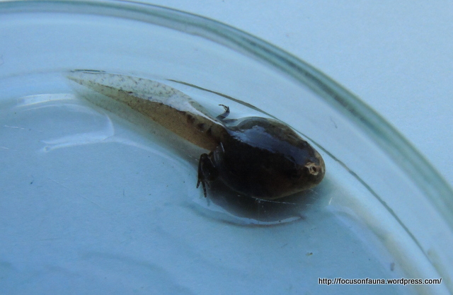 Metamorphosis 2 | Focus On Fauna