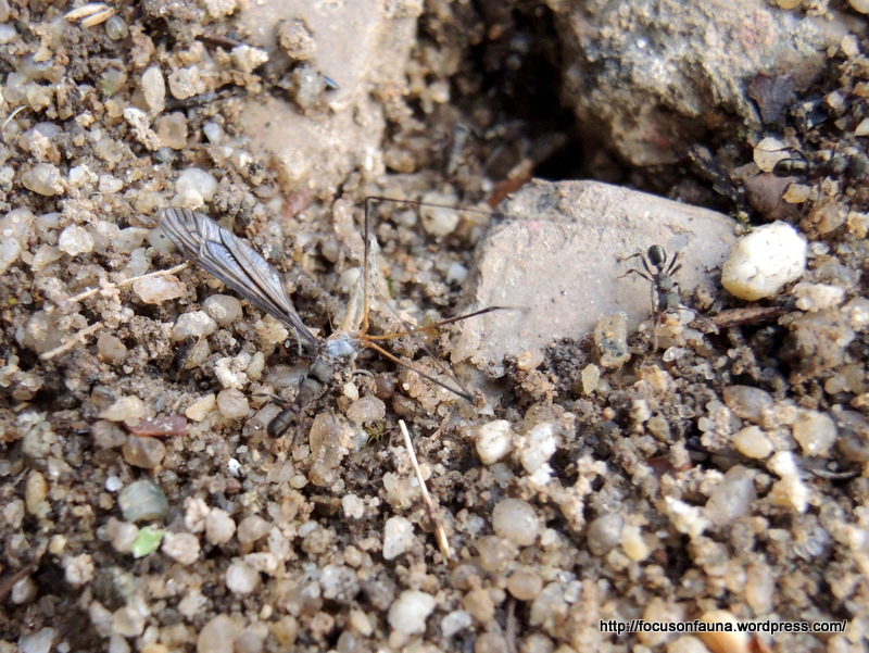 Ant antics | Focus On Fauna