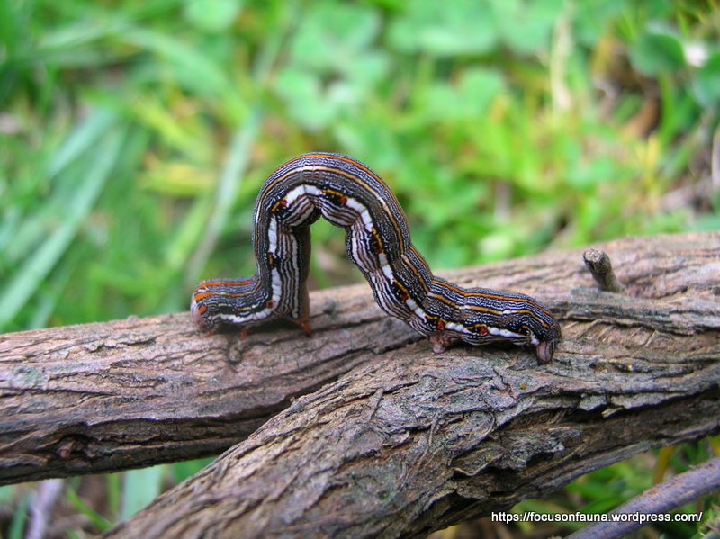 Looping along | Focus On Fauna