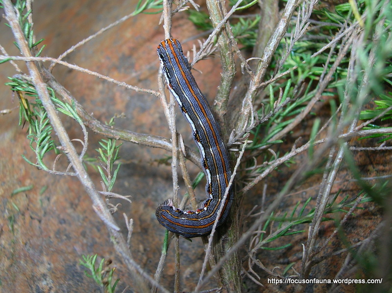 Looping along | Focus On Fauna