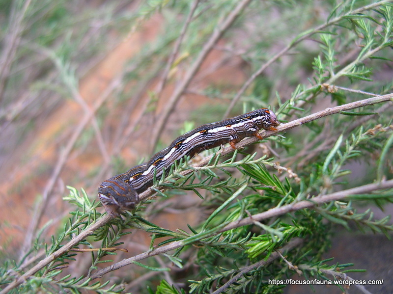 Looping along | Focus On Fauna