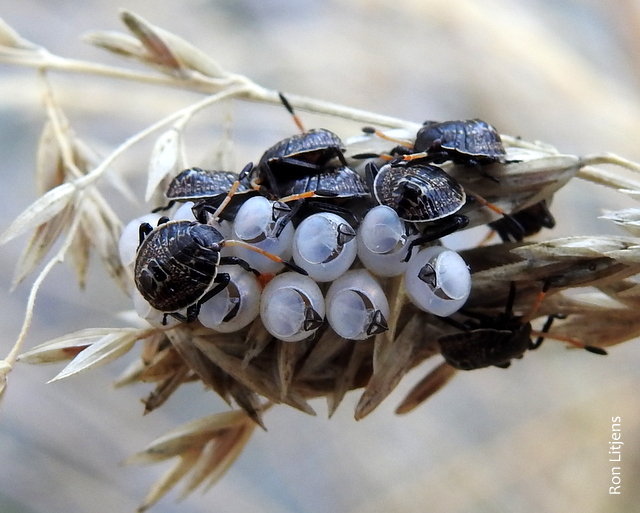 Aliens IV: Infestation | Focus On Fauna