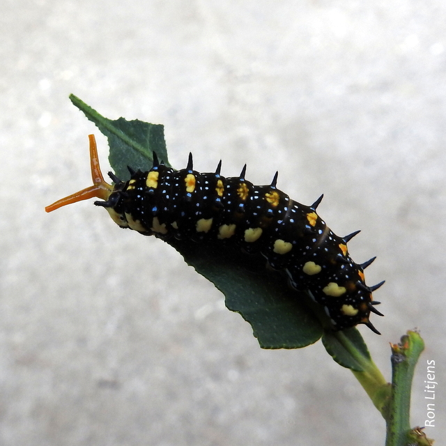 My, what a big osmeterium you have! | Focus On Fauna