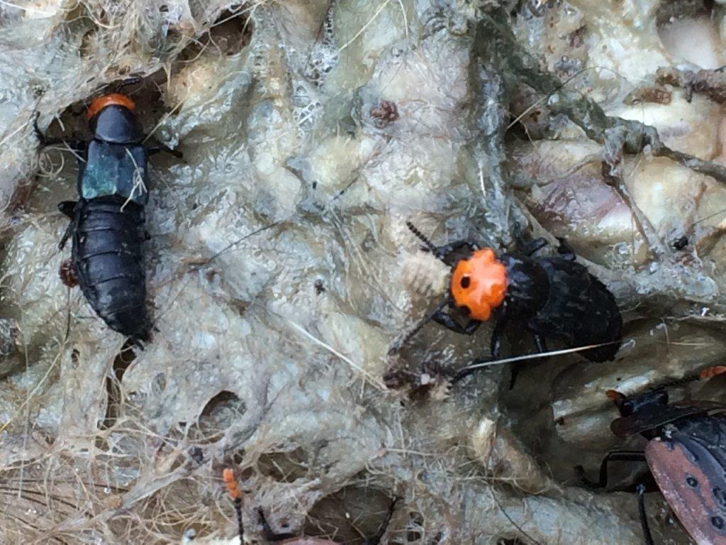 Flyblown: Những Điều Cần Biết Về Hiện Tượng Này Và Cách Xử Lý Hiệu Quả