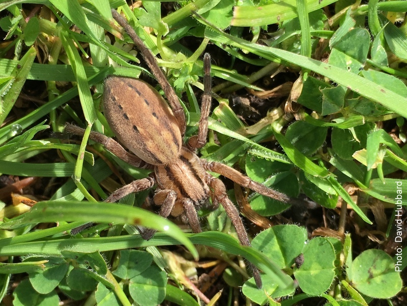 Spider cluster | Focus On Fauna