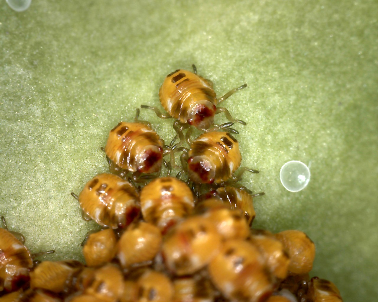 I won’t tell if you don’t | Focus On Fauna