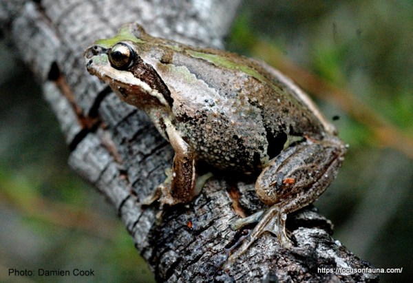 Is it a bird …? | Focus On Fauna