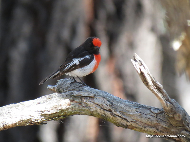 Redheads | Focus On Fauna