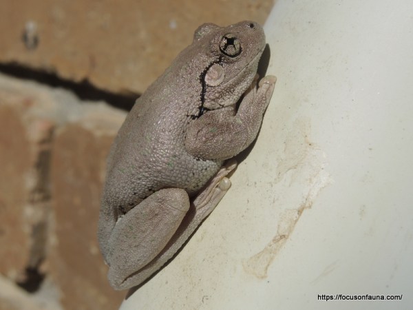 Who needs trees? | Focus On Fauna