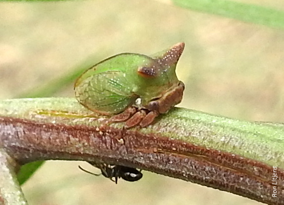 The word of the week is…pronotum | Focus On Fauna