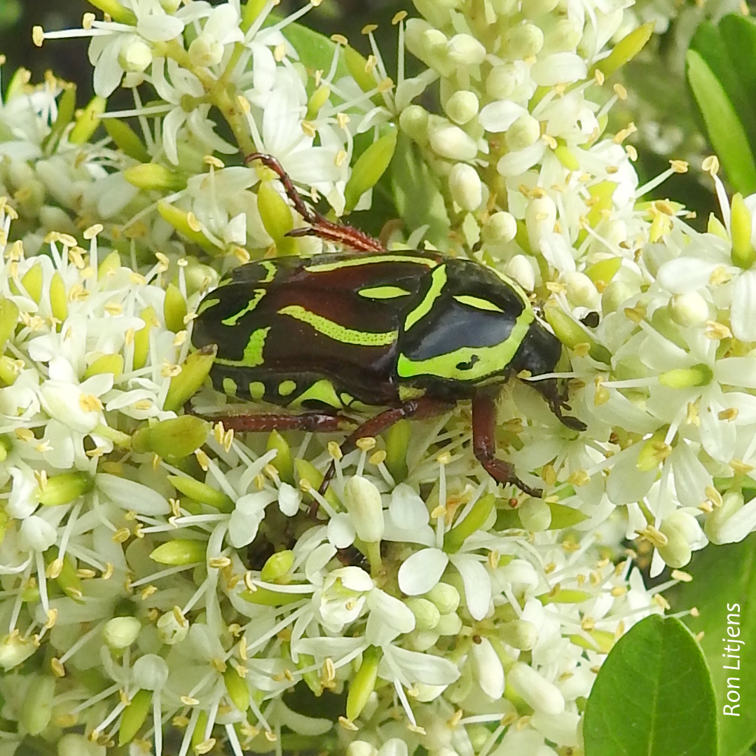 Strike up the band… | Focus On Fauna