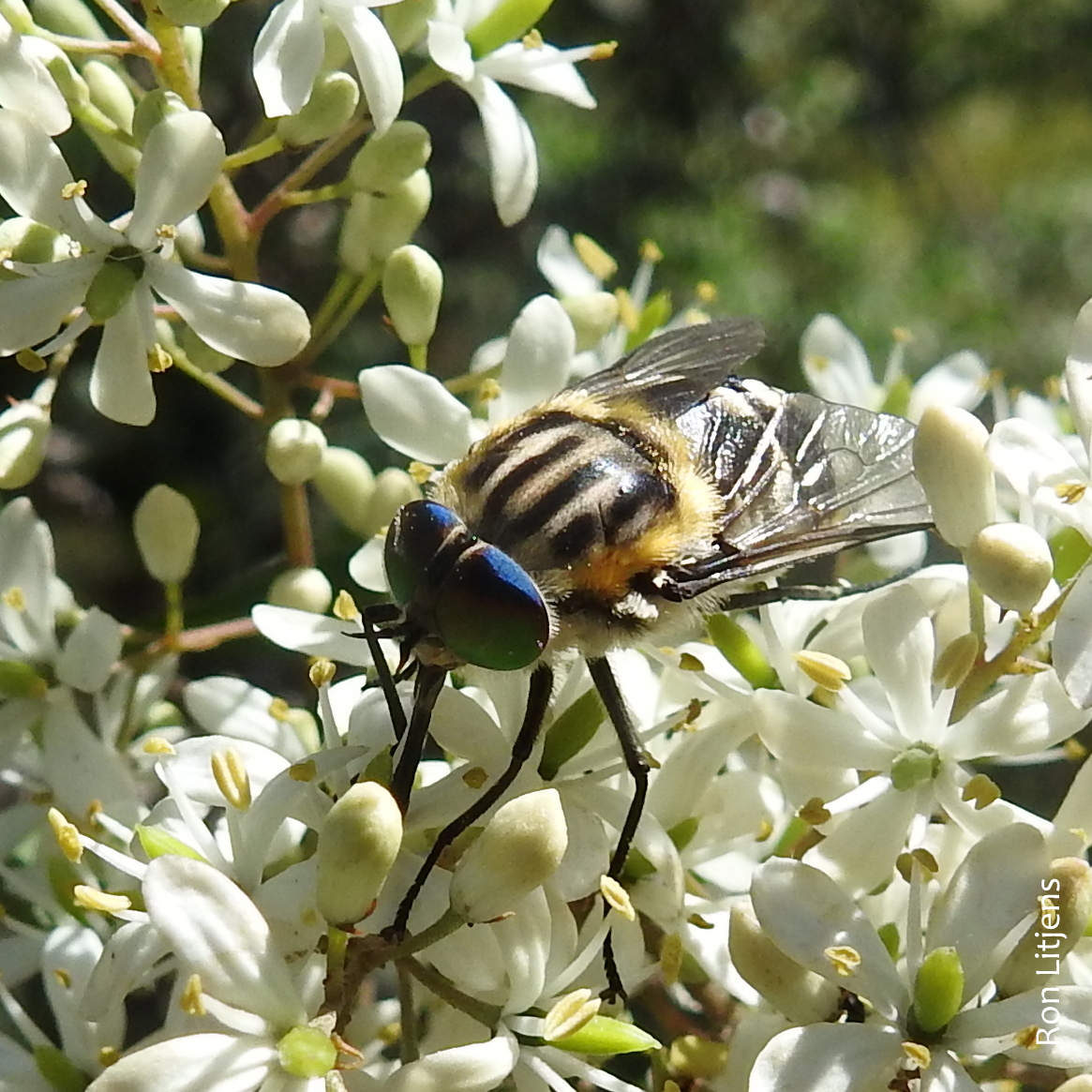 Spare the fuzzy ones | Focus On Fauna