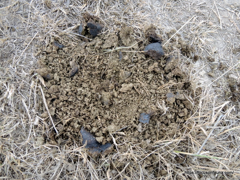 Reflections on dung | Focus On Fauna