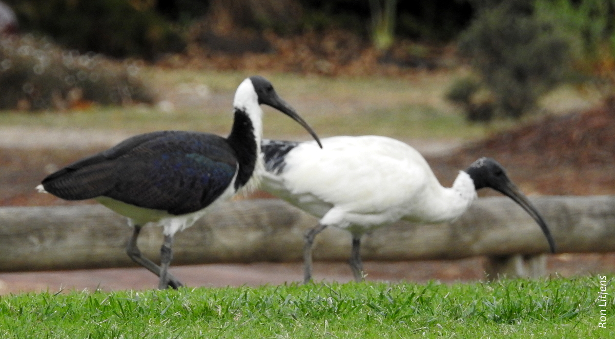 The ‘Funny-shaped Beak’ Club | Focus On Fauna
