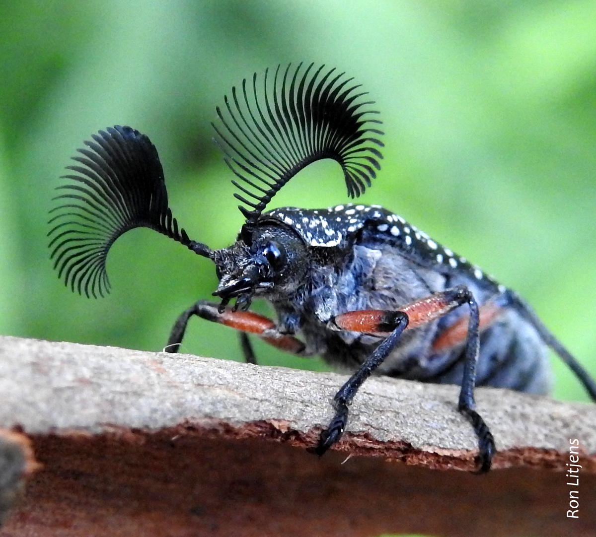 Flight of the feather-horneds | Focus On Fauna
