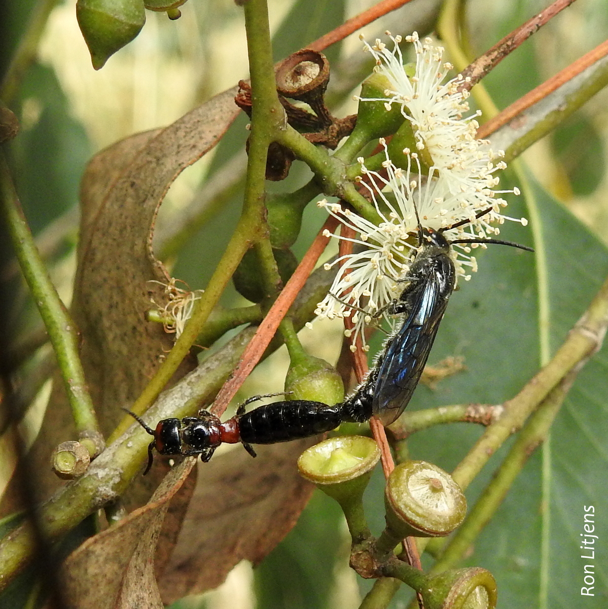 More tales from the Swamp Gum | Focus On Fauna