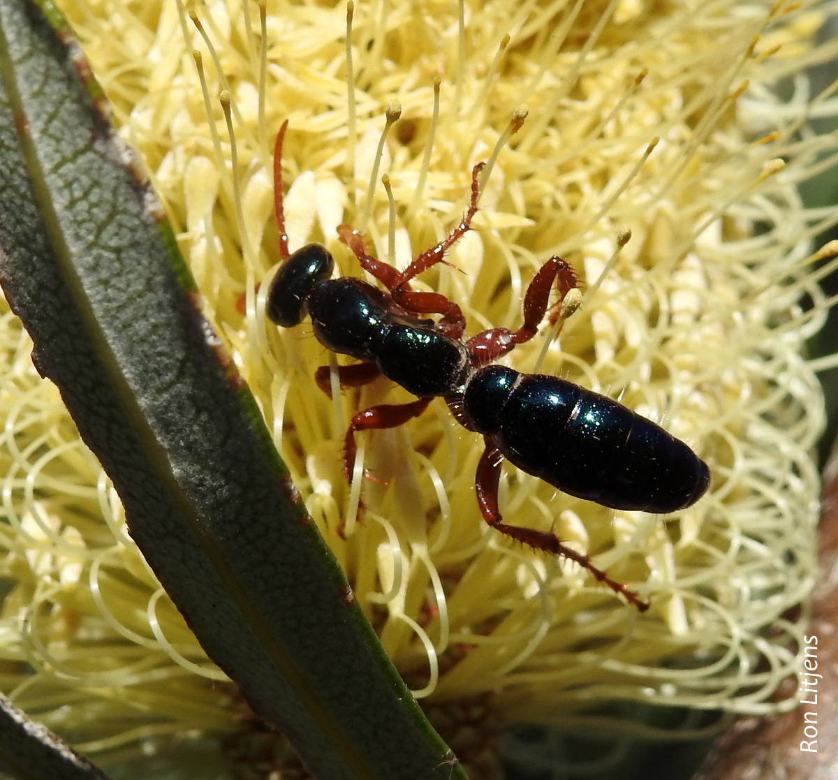 Two metres up and feedin’ fine | Focus On Fauna