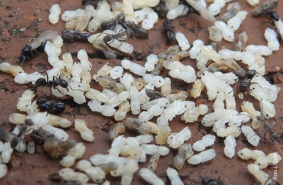 It is busy in ant world | Focus On Fauna