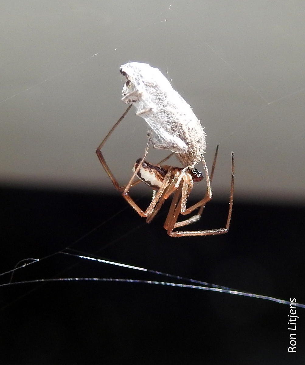 Palp facts | Focus On Fauna