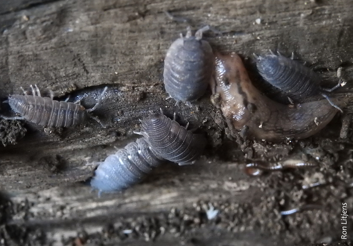 There’s a crayfish in the garden | Focus On Fauna