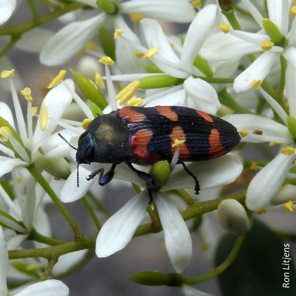 Focus On Fauna | Wildlife Fire-recovery Project- Flowerdale & Strath ...