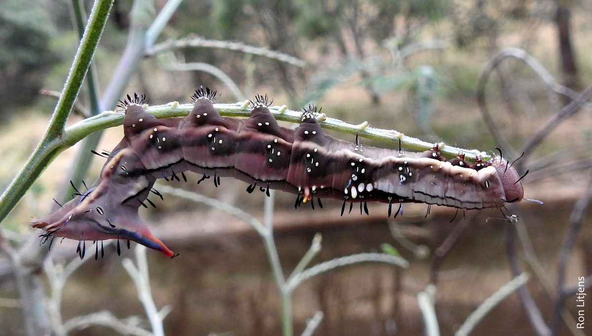 Next time, just a tickle | Focus On Fauna