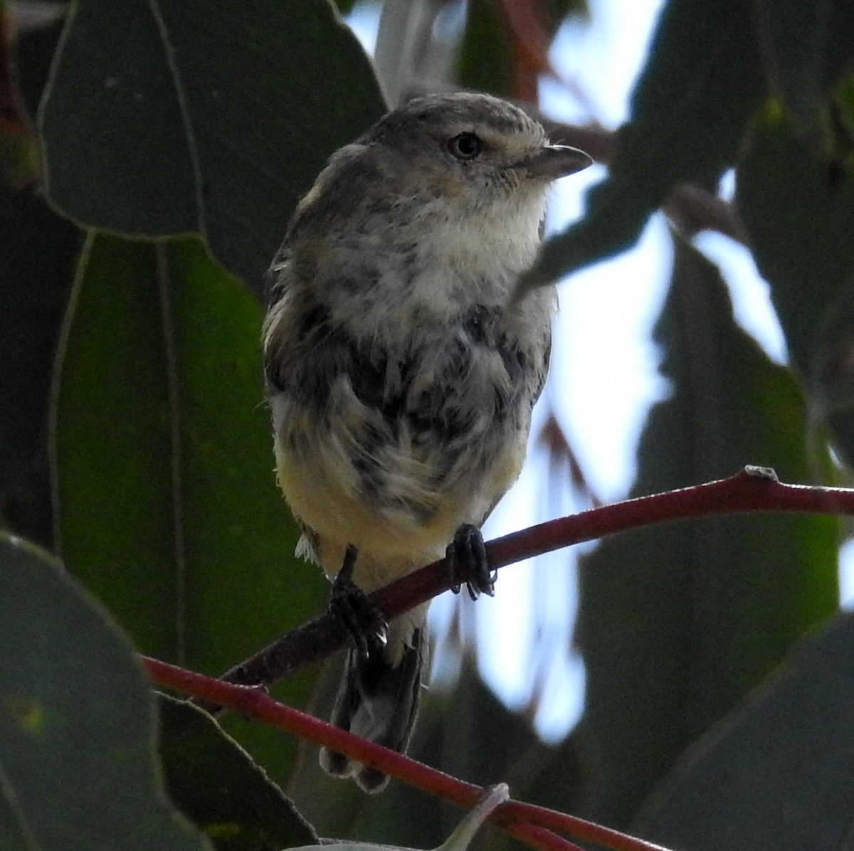 Small bird, big excitement | Focus On Fauna