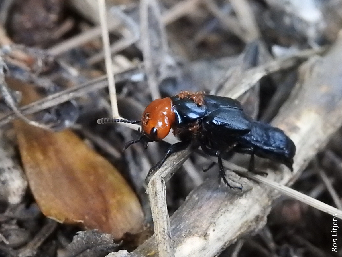 Insect origami | Focus On Fauna
