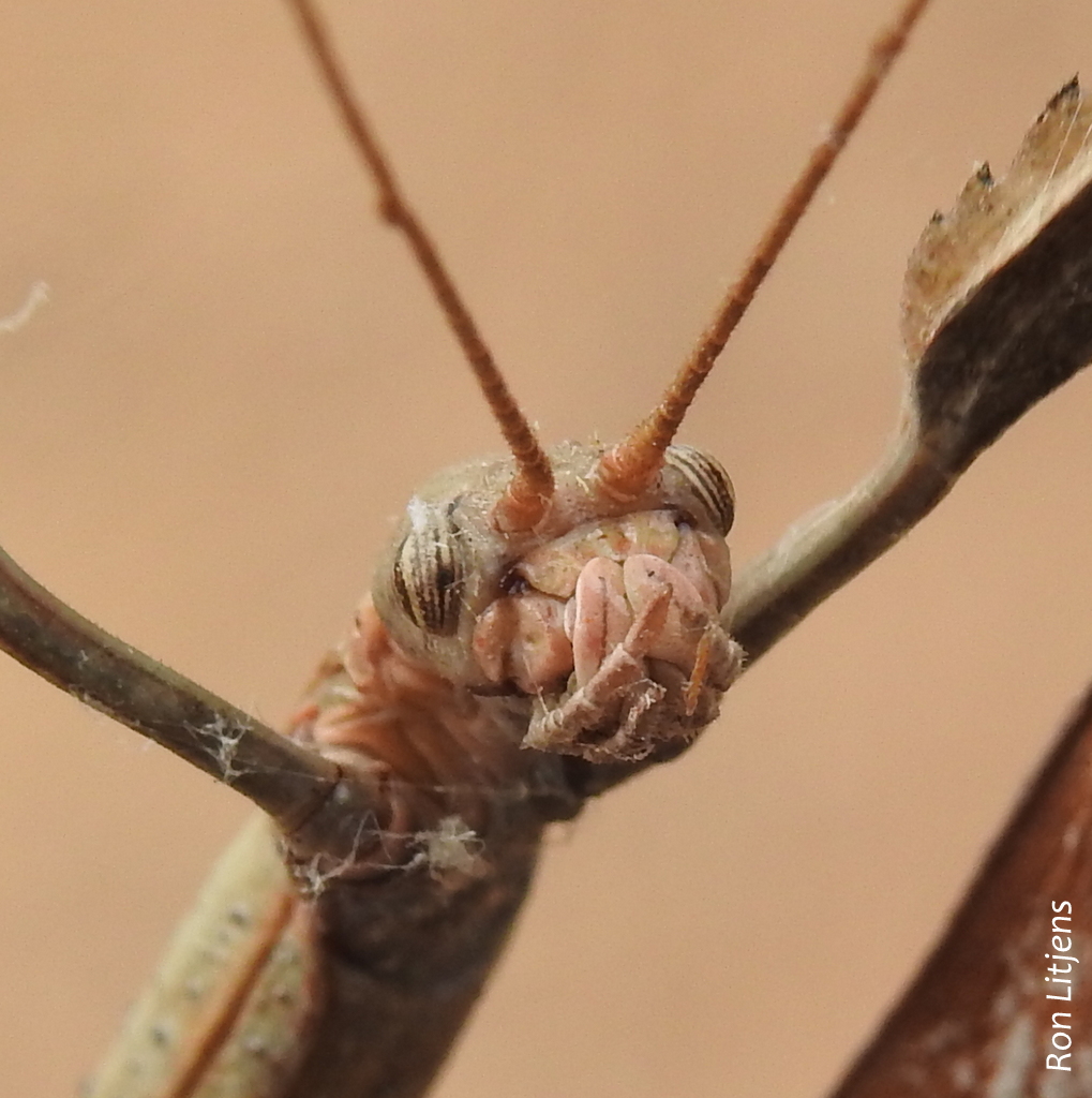 Barry, Hiccup and Sticky* | Focus On Fauna