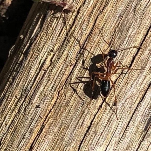 Sugar sugar Ant | Focus On Fauna