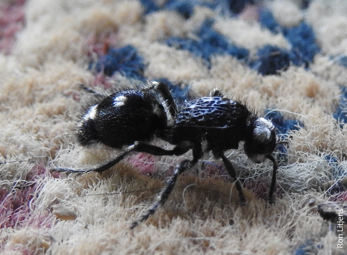 No bees in here | Focus On Fauna